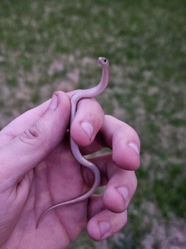 Tiny snake found under a rock has Reddit celebrating one of the most ...
