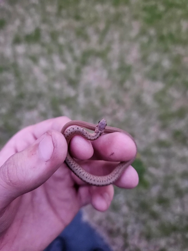Tiny snake found under a rock has Reddit celebrating one of the most ...
