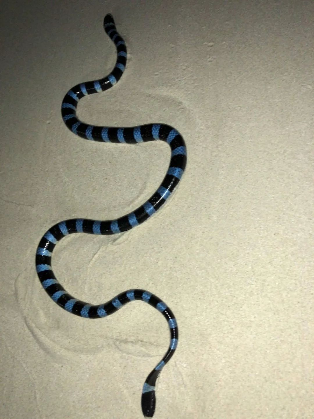 Woman spots vivid banded sea snake on Australian beach: 'Very deadly ...