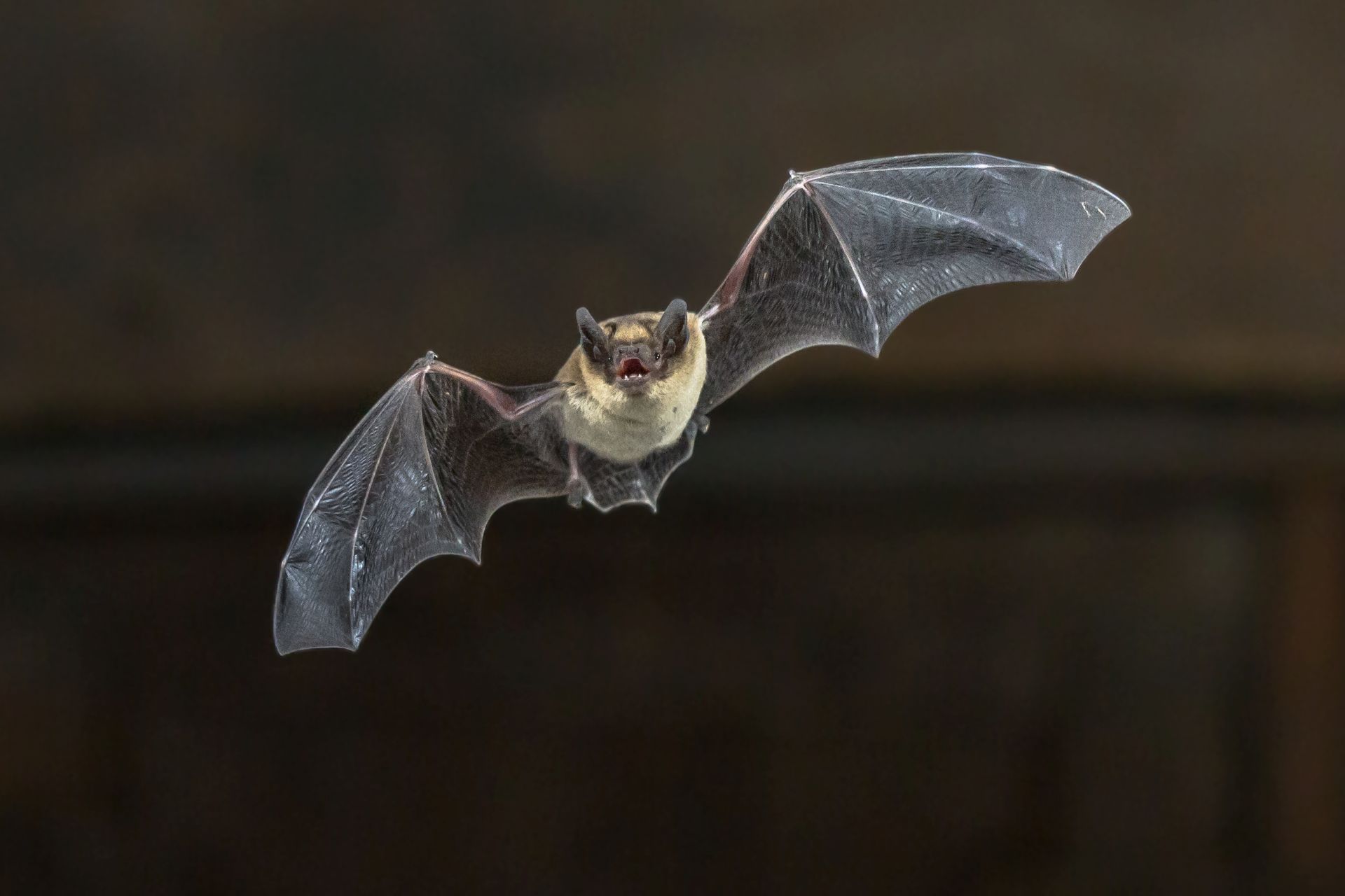 Health officials urge caution after rabid bat found inside Illinois ...