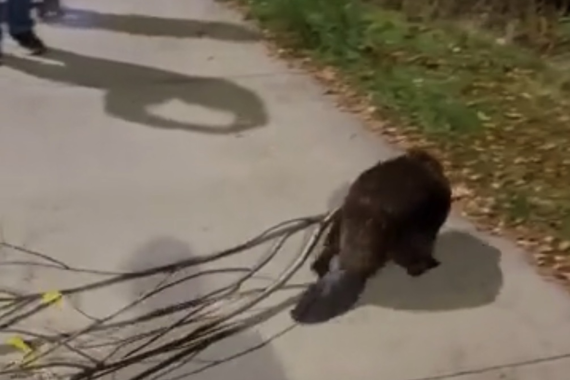 Crowd cheers as determined beaver hauls an oversized branch all the way ...