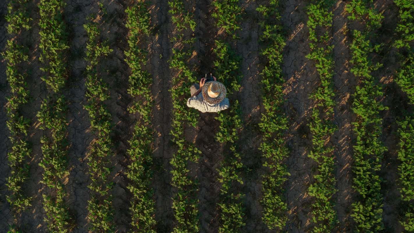Report reveals religious sect's role in mass deforestation in Bolivia