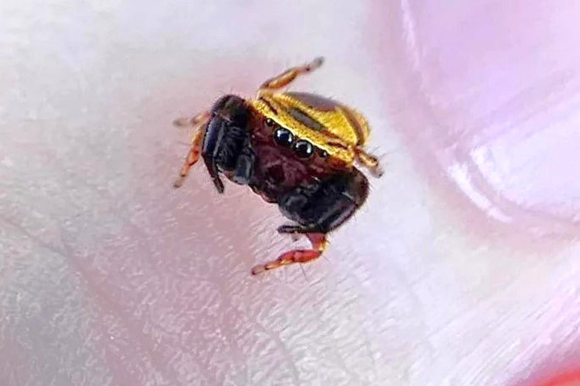 Tiny wasp-mimicking jumping spider spotted on car charms thousands on ...