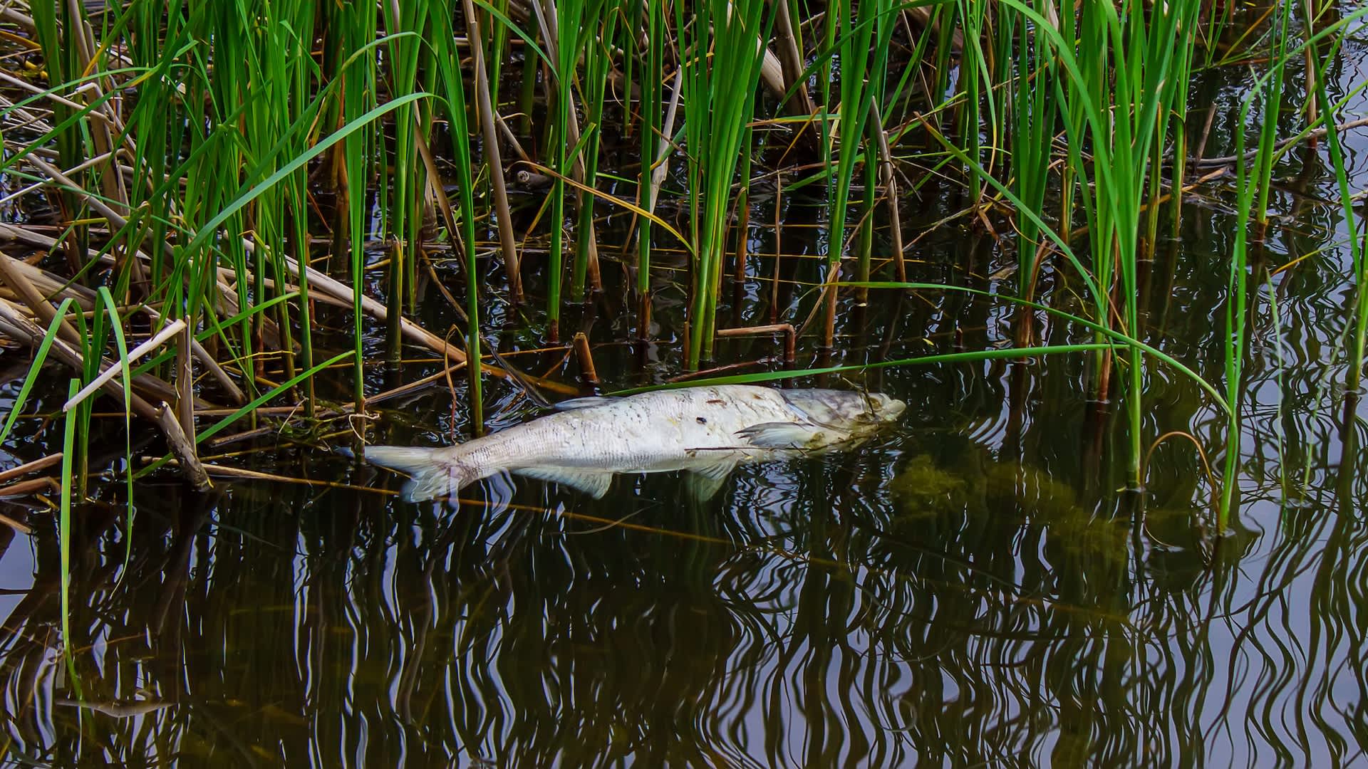 Hundreds of dead fish surface across Boston as invasive carp and early ...