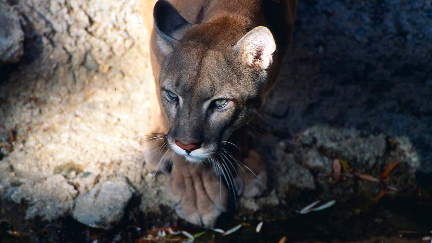 Historic drought is crushing Southwest wildlife, and cougars are paying ...