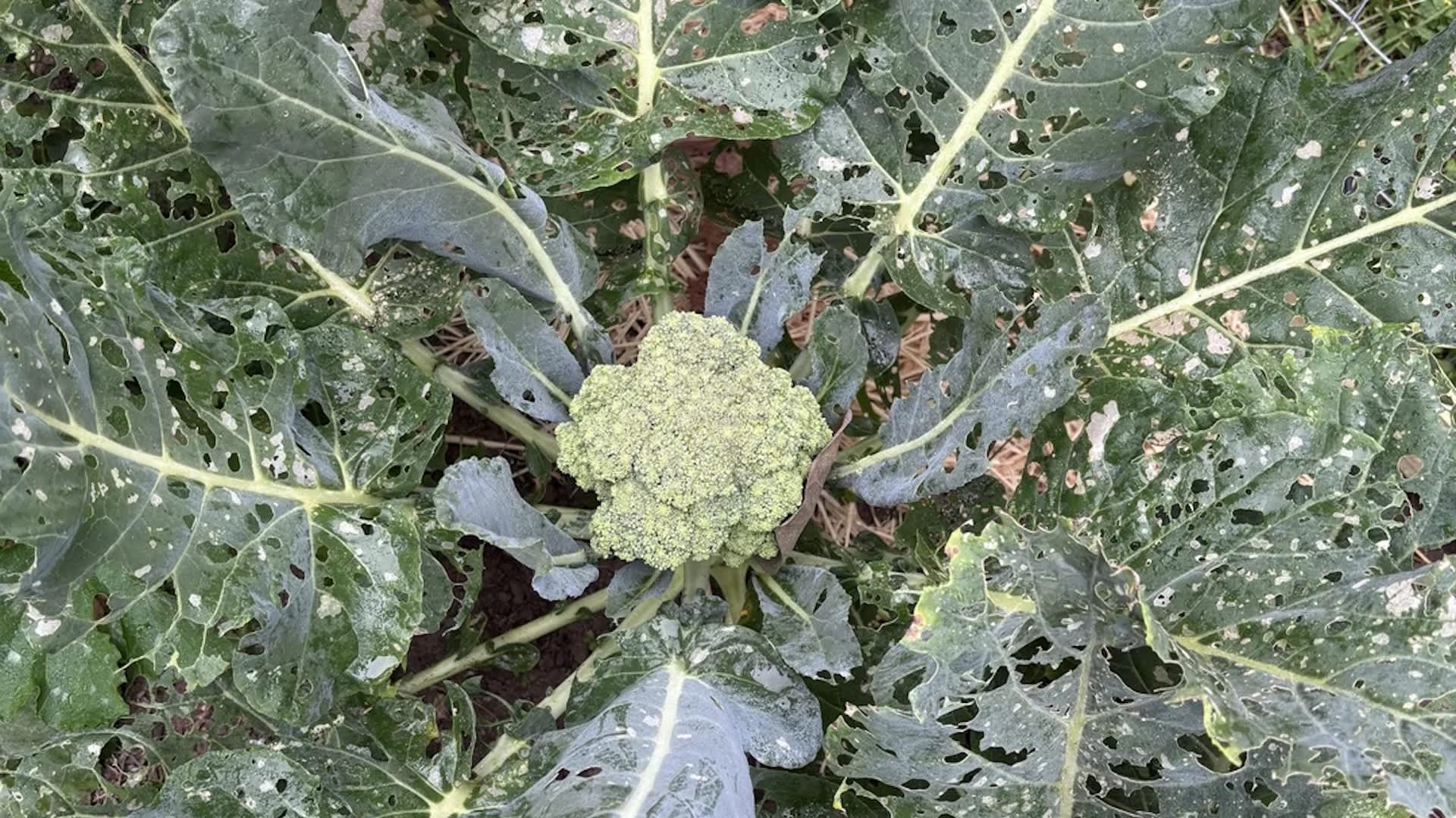 Gardener's chewed-up plants ignite neem oil debate: 'Safe to say [it ...