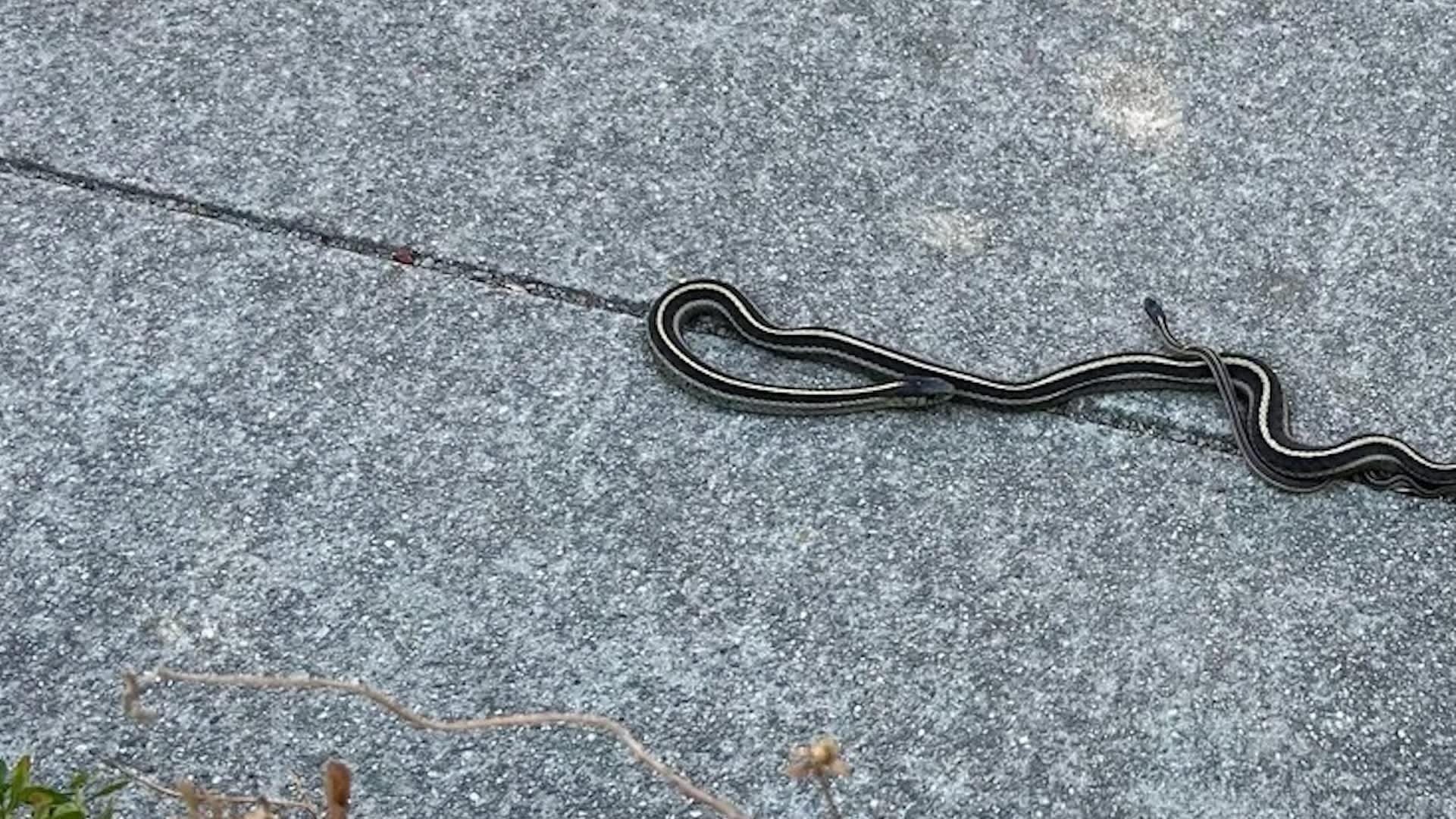 Cyclist becomes unlikely 'doula' after discovering snake giving birth ...