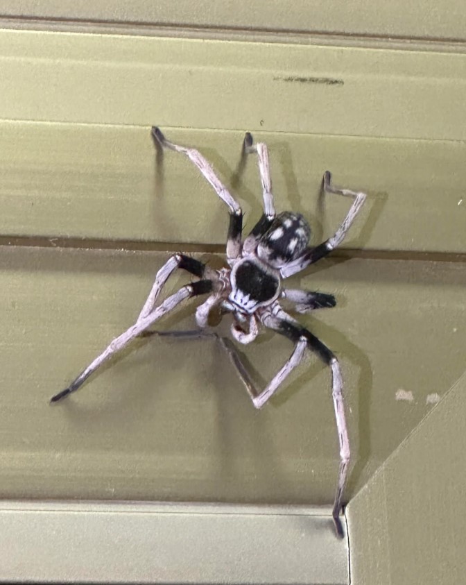 Homeowner gets terrifying surprise after spotting giant spider inches ...