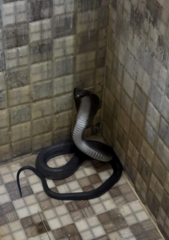 Indian cobra rescued and safely returned to the wild in state of Gujarat