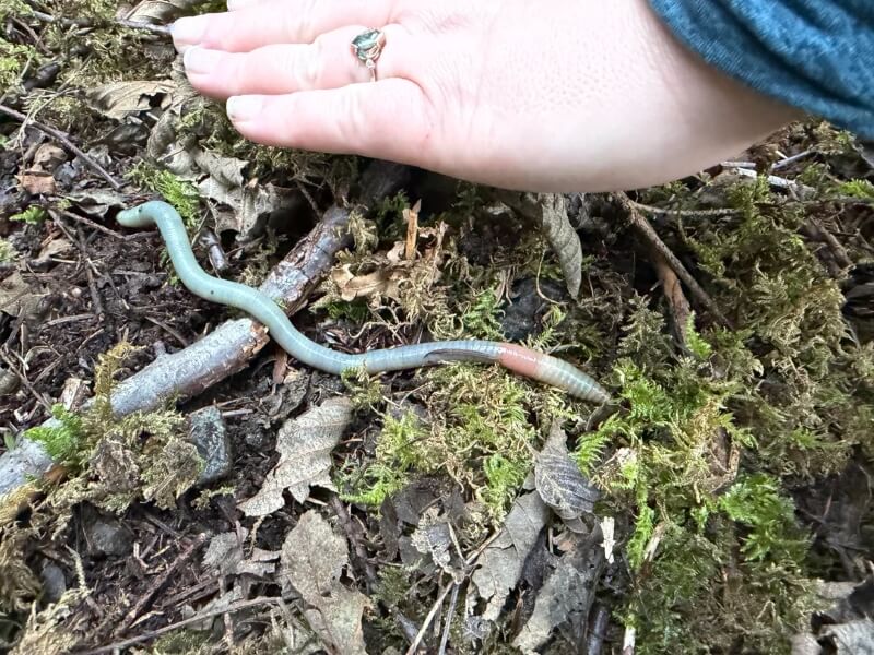 Off-trail hiker finds earthworm appearing to be 'easily a foot long ...