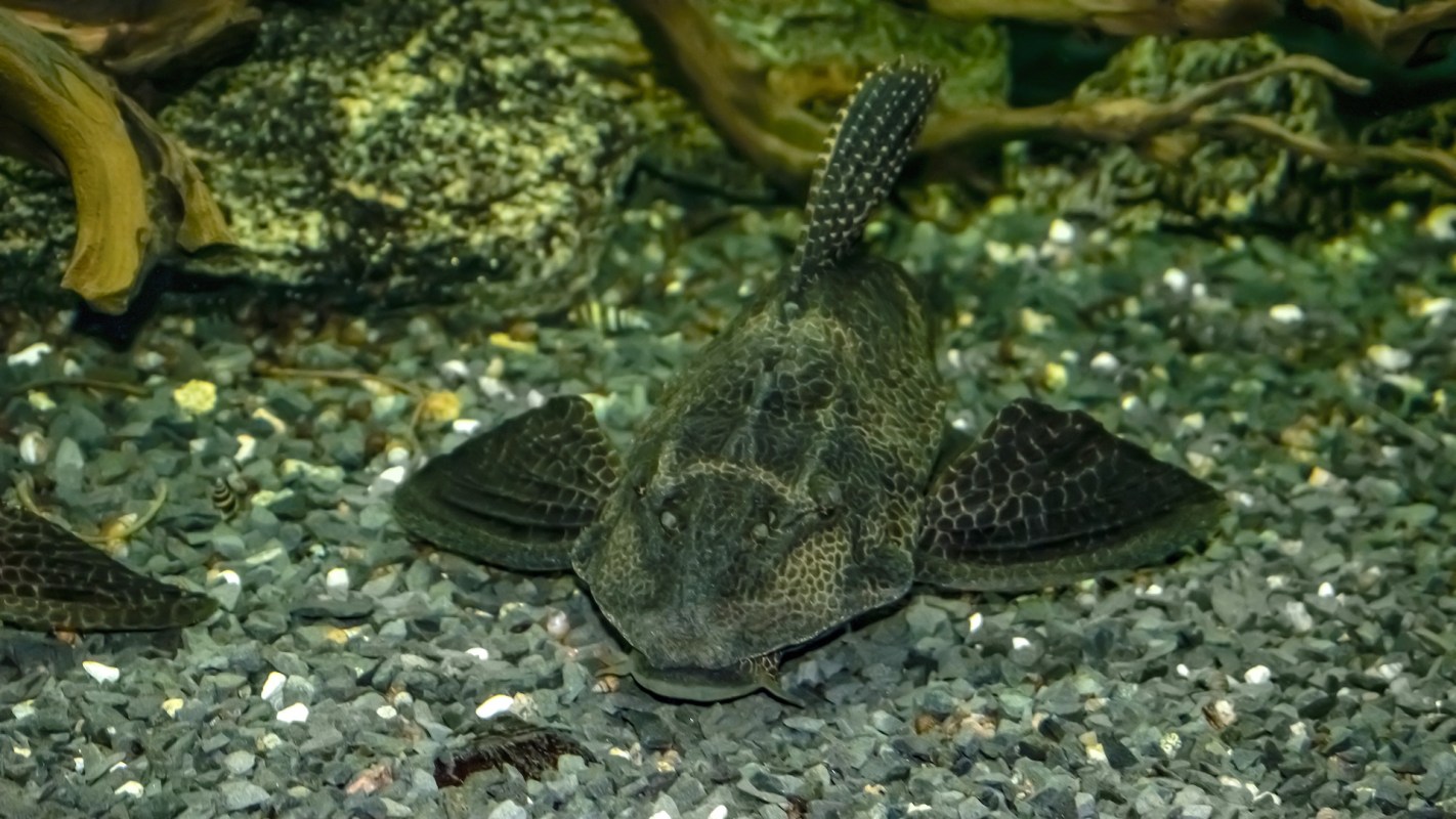 Cheers erupt as Jakarta hauls 10 tons of invasive janitor fish from ...