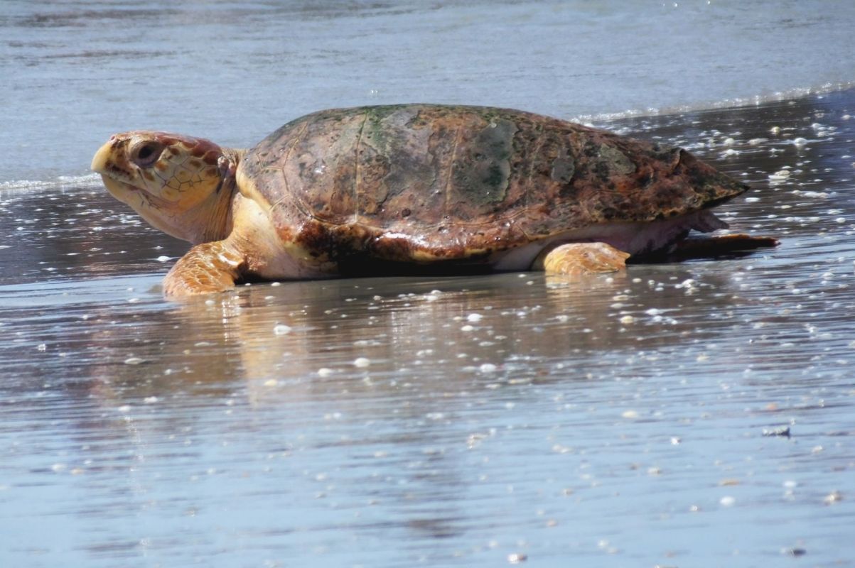 'It is possible that she was ... getting ready to nest': 200-pound sea ...