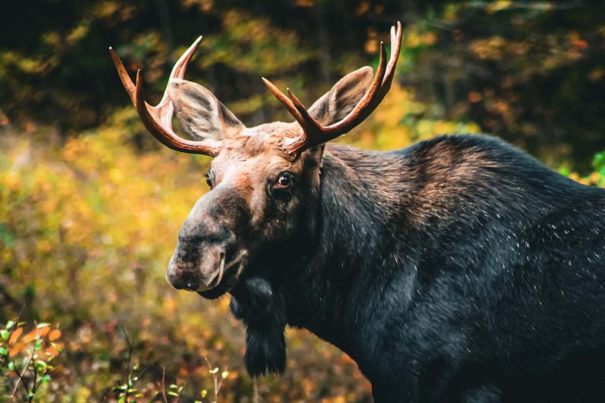 Utah family stunned to find moose lounging in backyard as drought ...
