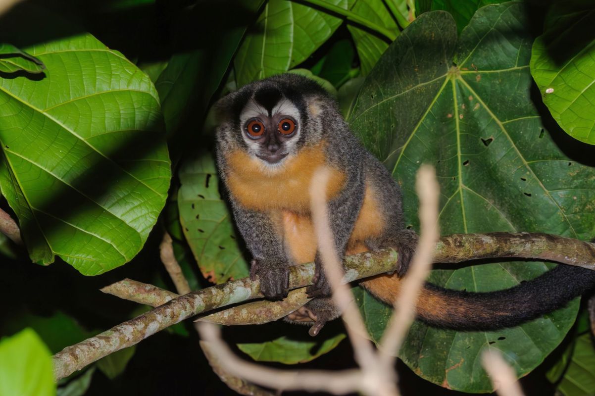 Scientists discover why leaping night monkeys are gaining weight