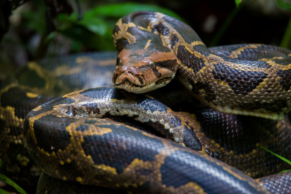 Florida's 'most interesting' python is breeding faster than scientists ...