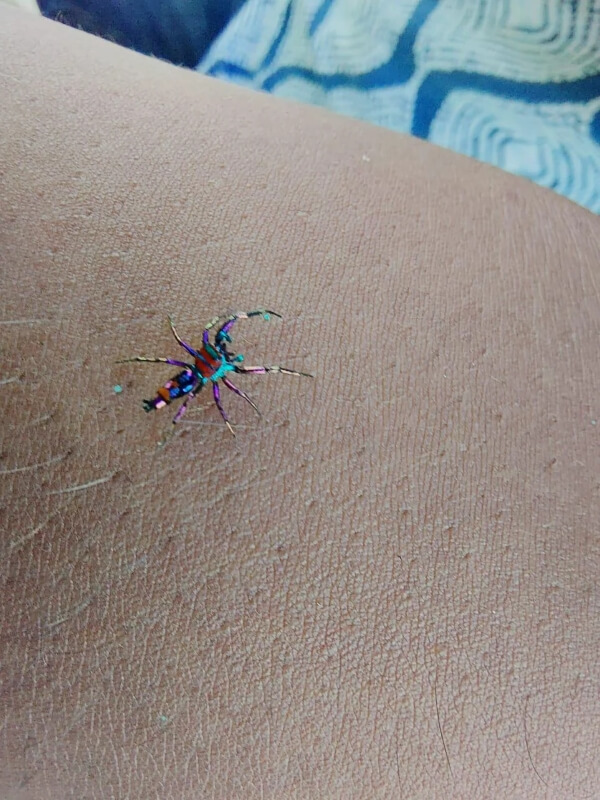 Photo of alleged rare jumping spider perched on Redditor's arm ignites ...