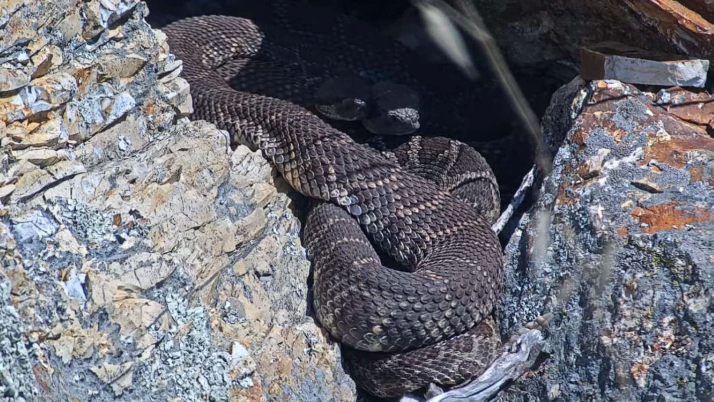 Researchers launch live rattlesnake nest cam to show the feared ...