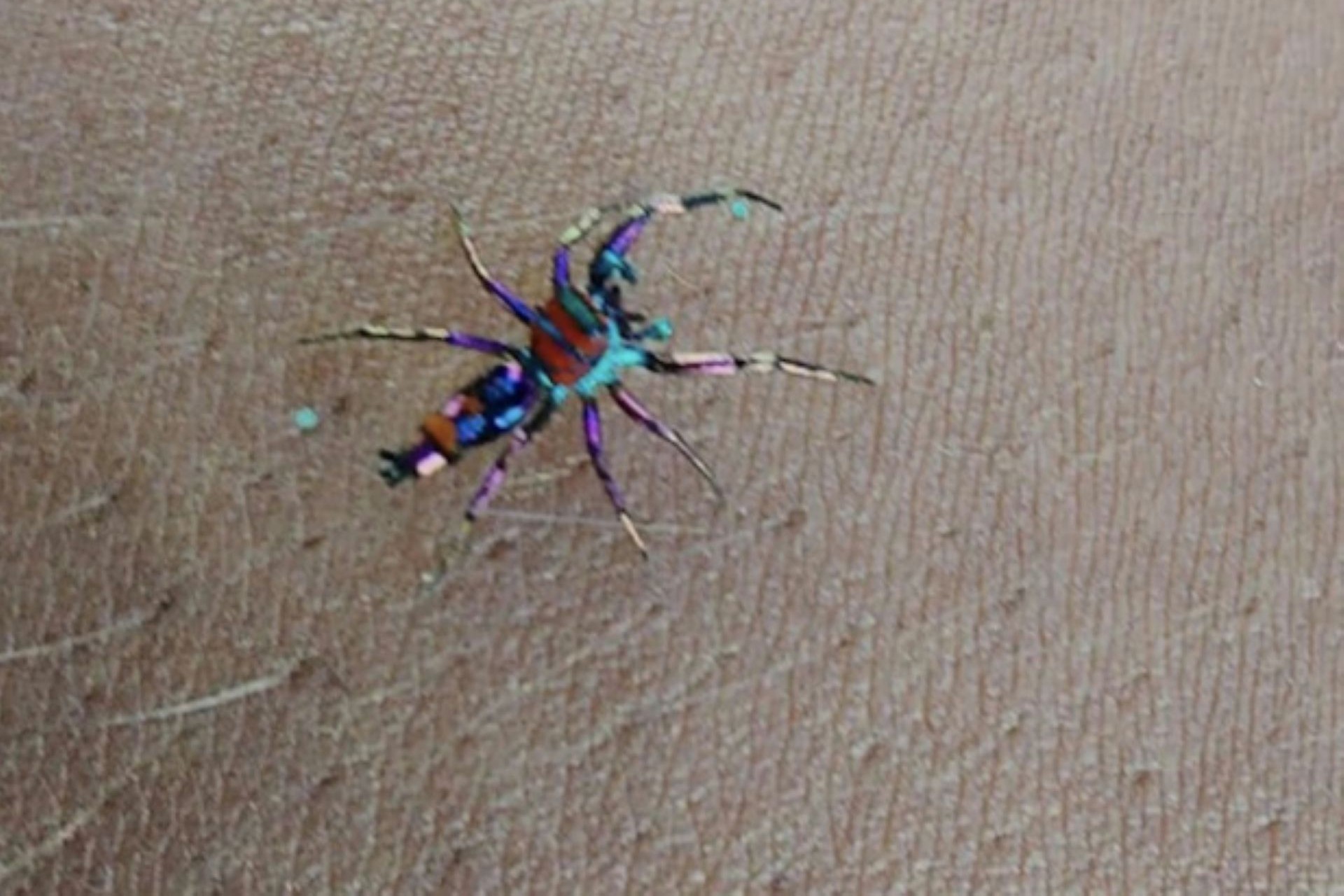 Photo of alleged rare jumping spider perched on Redditor's arm ignites ...