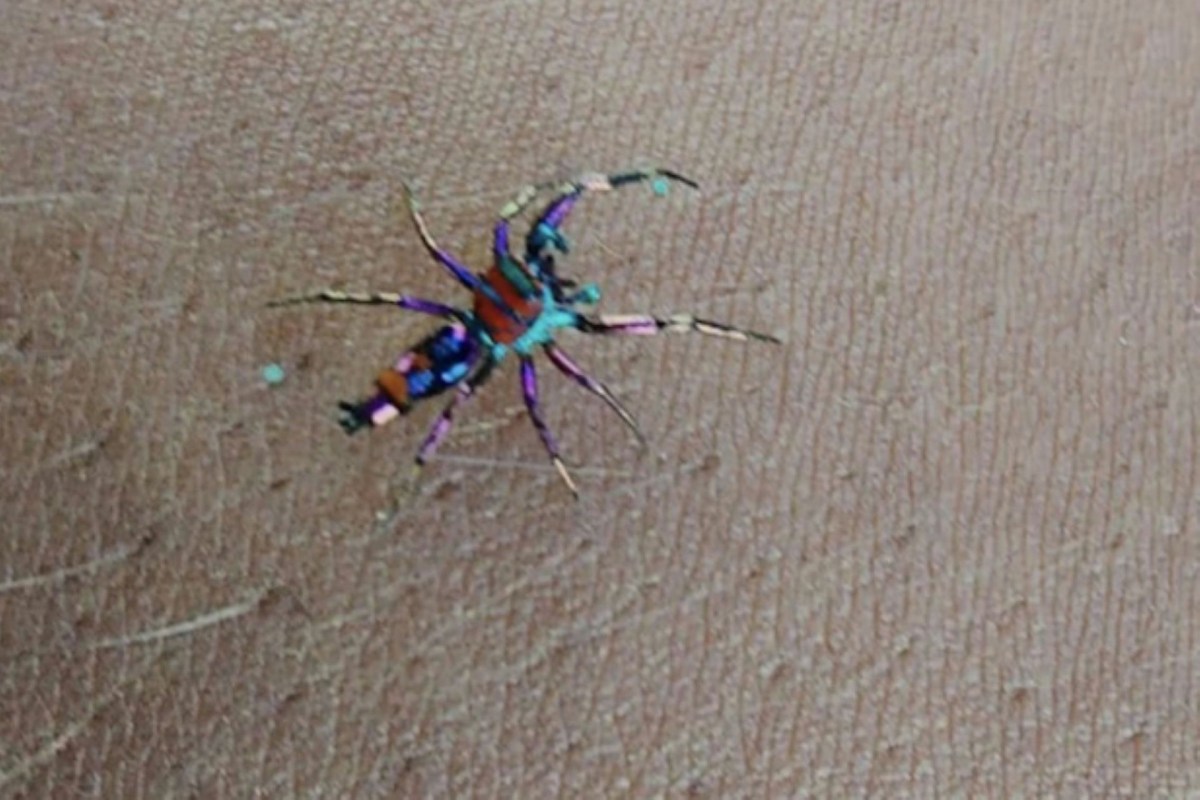 Photo of alleged rare jumping spider perched on Redditor's arm ignites ...