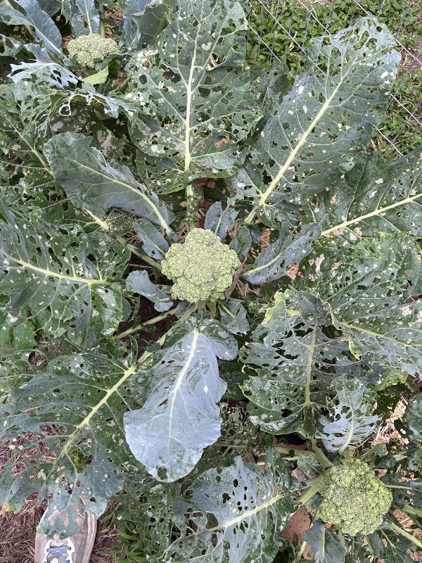 Gardener's chewed-up plants ignite neem oil debate: 'Safe to say [it ...