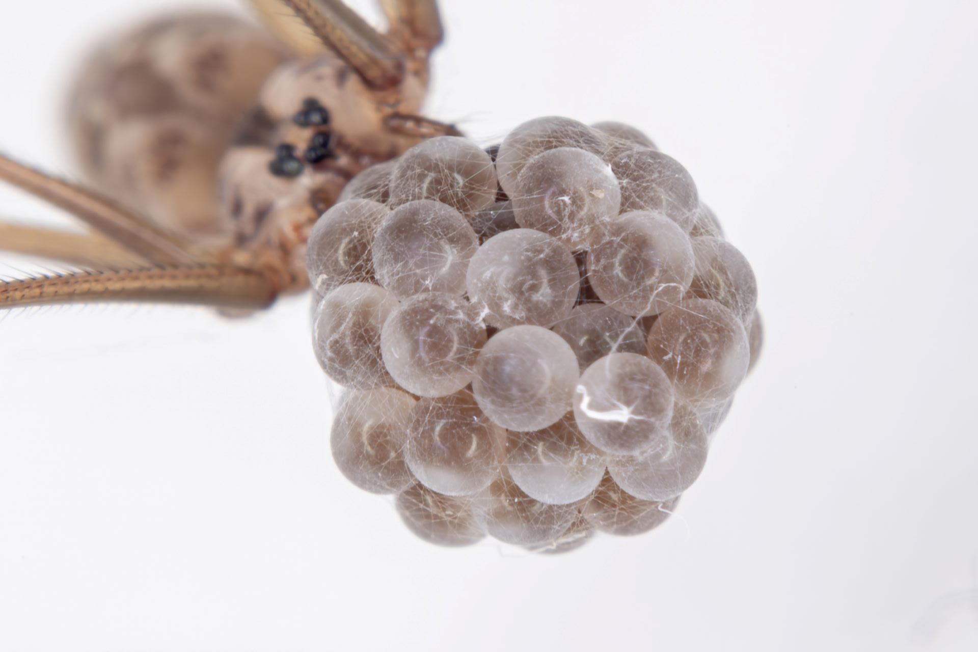 Reddit can't look away from this alien-like spider embryo inside its egg