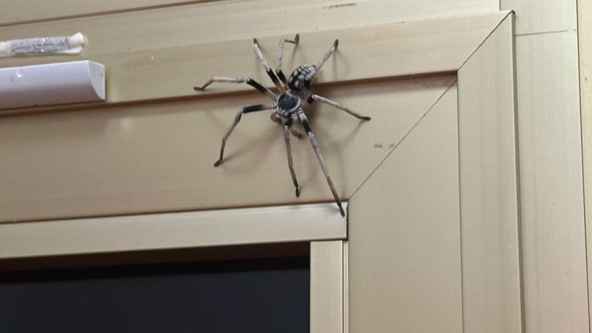 Homeowner gets terrifying surprise after spotting giant spider inches ...