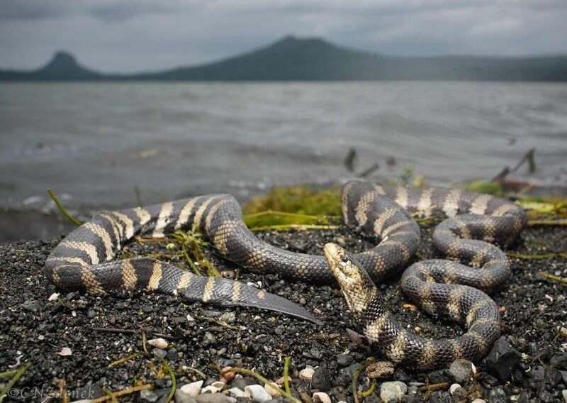 Rare venomous sea snake found in only one lake in the world evolved in ...