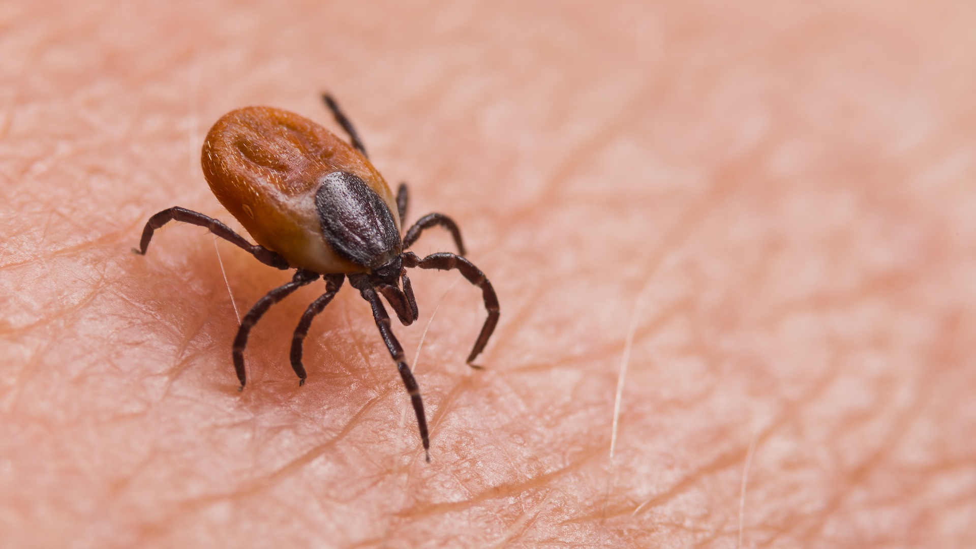 Tick bite ER visits hit highest April level in nearly a decade as ...