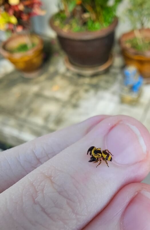 Tiny wasp-mimicking jumping spider spotted on car charms thousands on ...