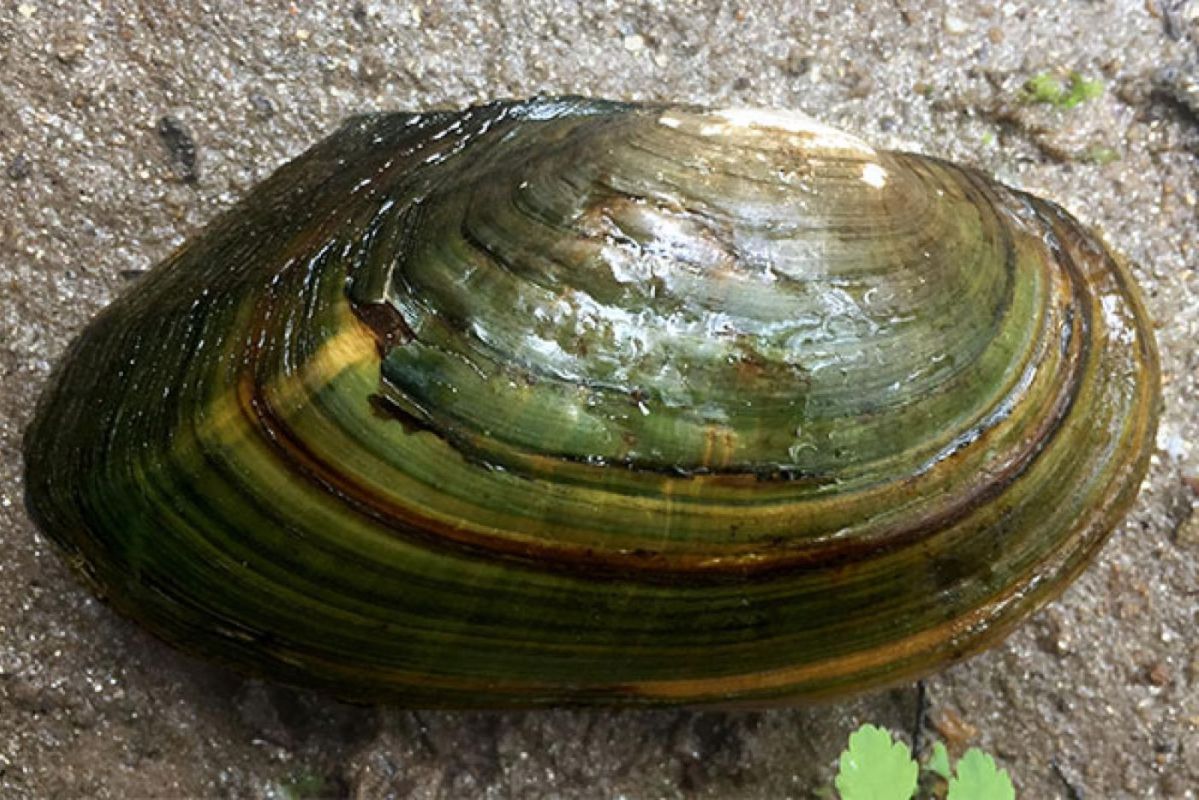 A 200-year dam came down, and 750 'functionally extinct' mussels ...