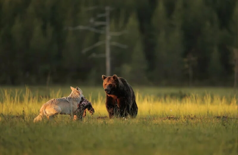 Wolf caught bringing prey to a brown bear in an astonishing 10-day wild ...
