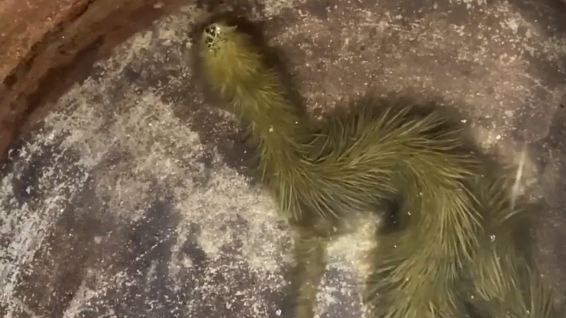 Video of snake cloaked in long green algae leaves viewers arguing over ...