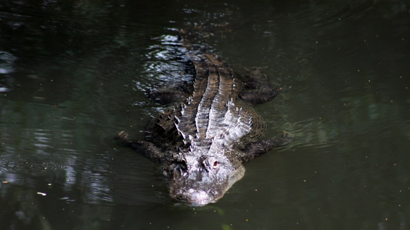 Monster alligator strolls across Louisiana casino golf course in jaw ...
