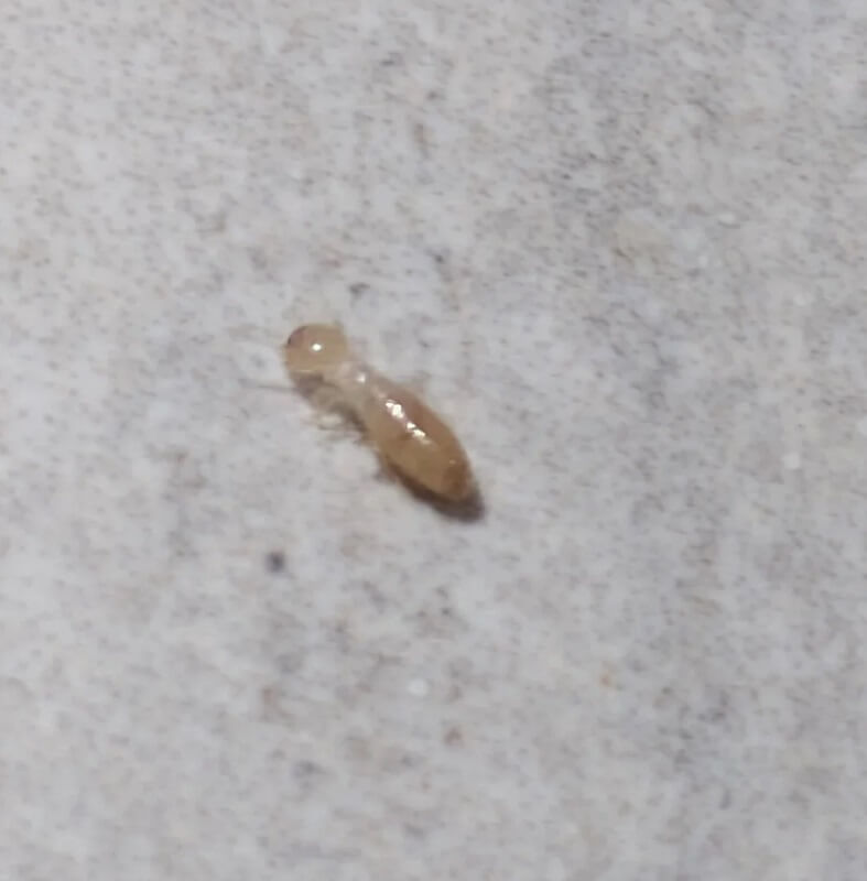 Bugs in bath towels leave homeowner puzzled until people identify ...