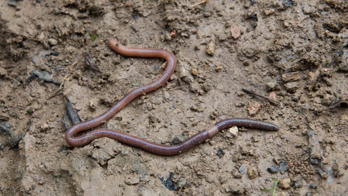 Invasive 'crazy worms' that can leap a foot off the ground are now ...