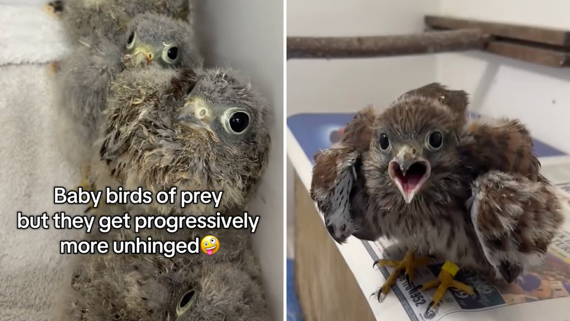 Baby birds of prey pack wildlife aid center in adorable Instagram post