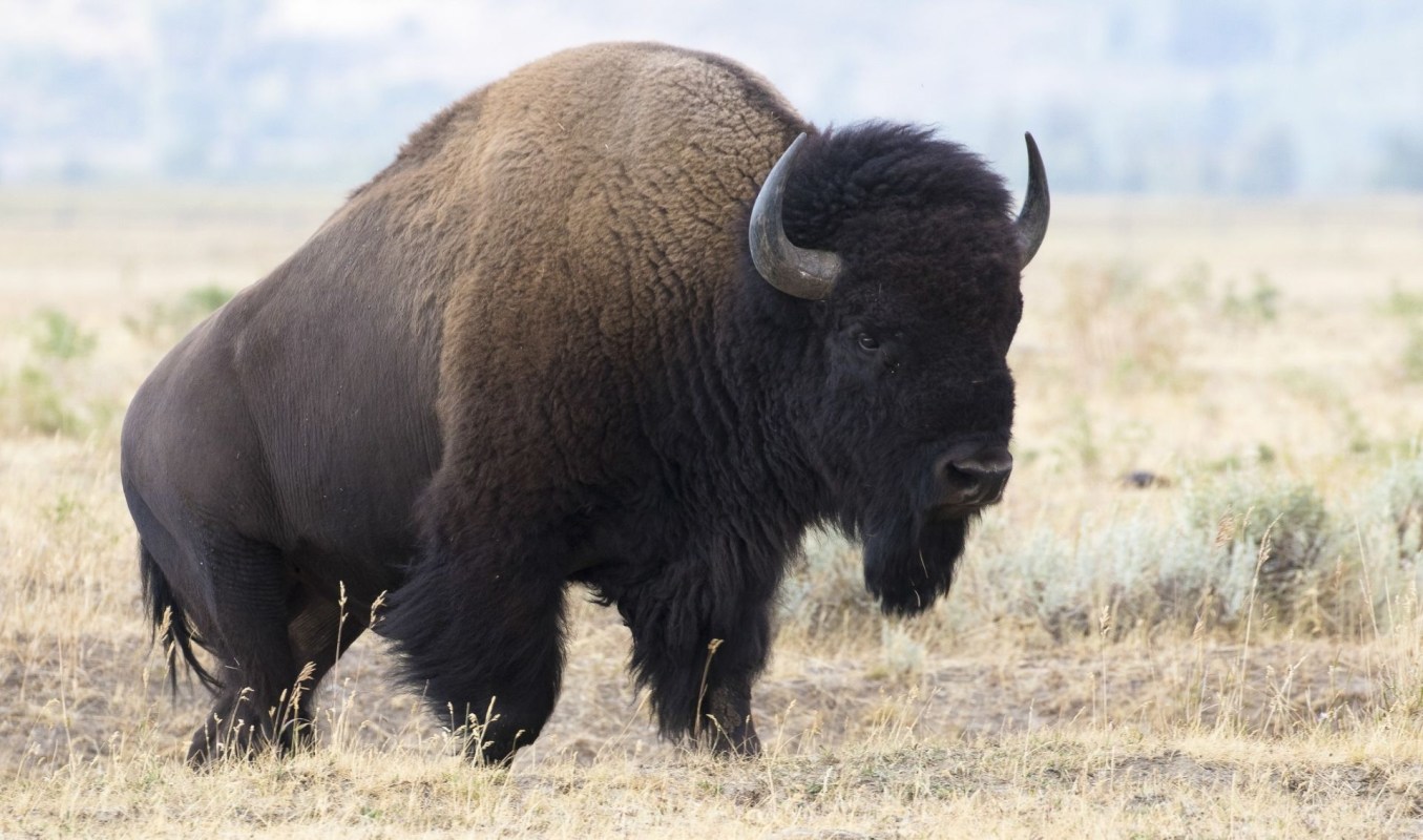 'DEI for cows': Tribes say Interior's new grazing rules favor cattle ...