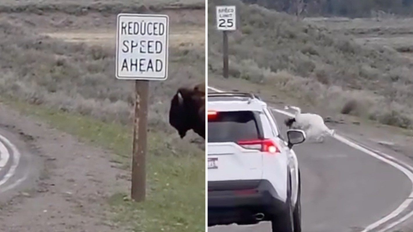 Yellowstone tourist gets too close to massive bison and face-plants ...