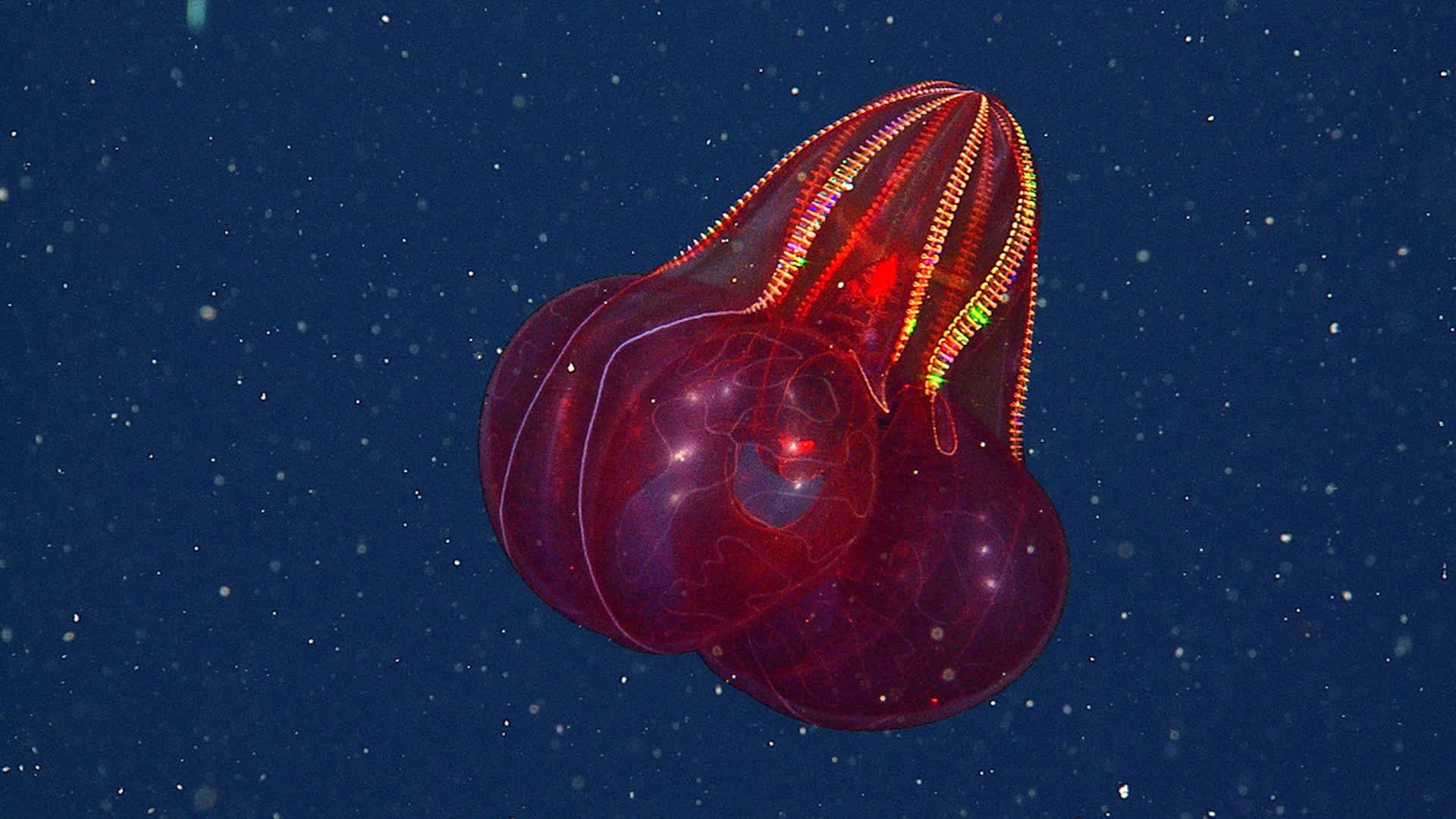 Researchers capture video of deep-sea comb jelly whose blood-red ...