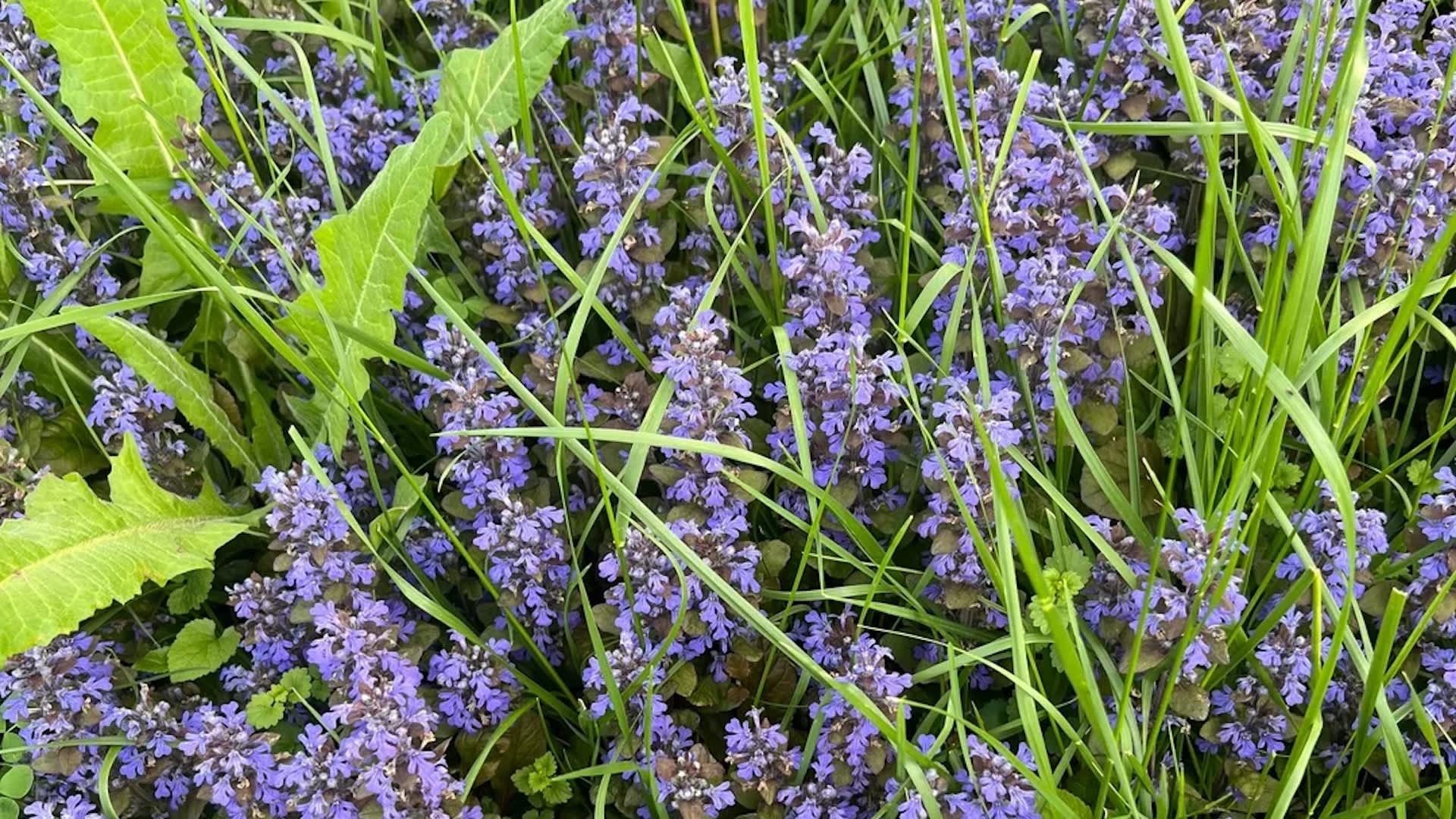 Gardener seeks advice on how to stop invasive 'friend' of a plant: 'It ...