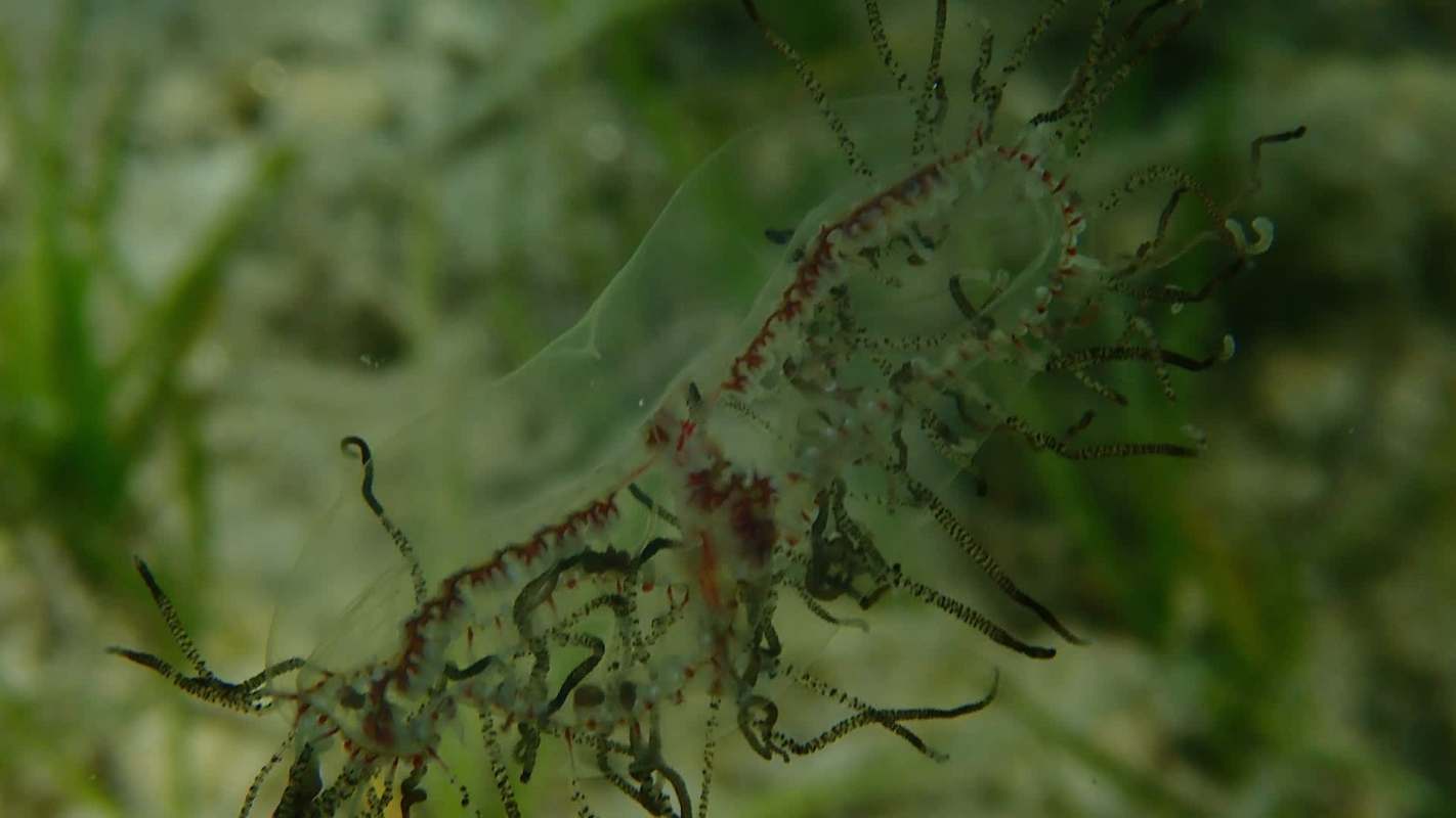 New Jersey warns beachgoers as tiny invasive jellyfish with potent ...