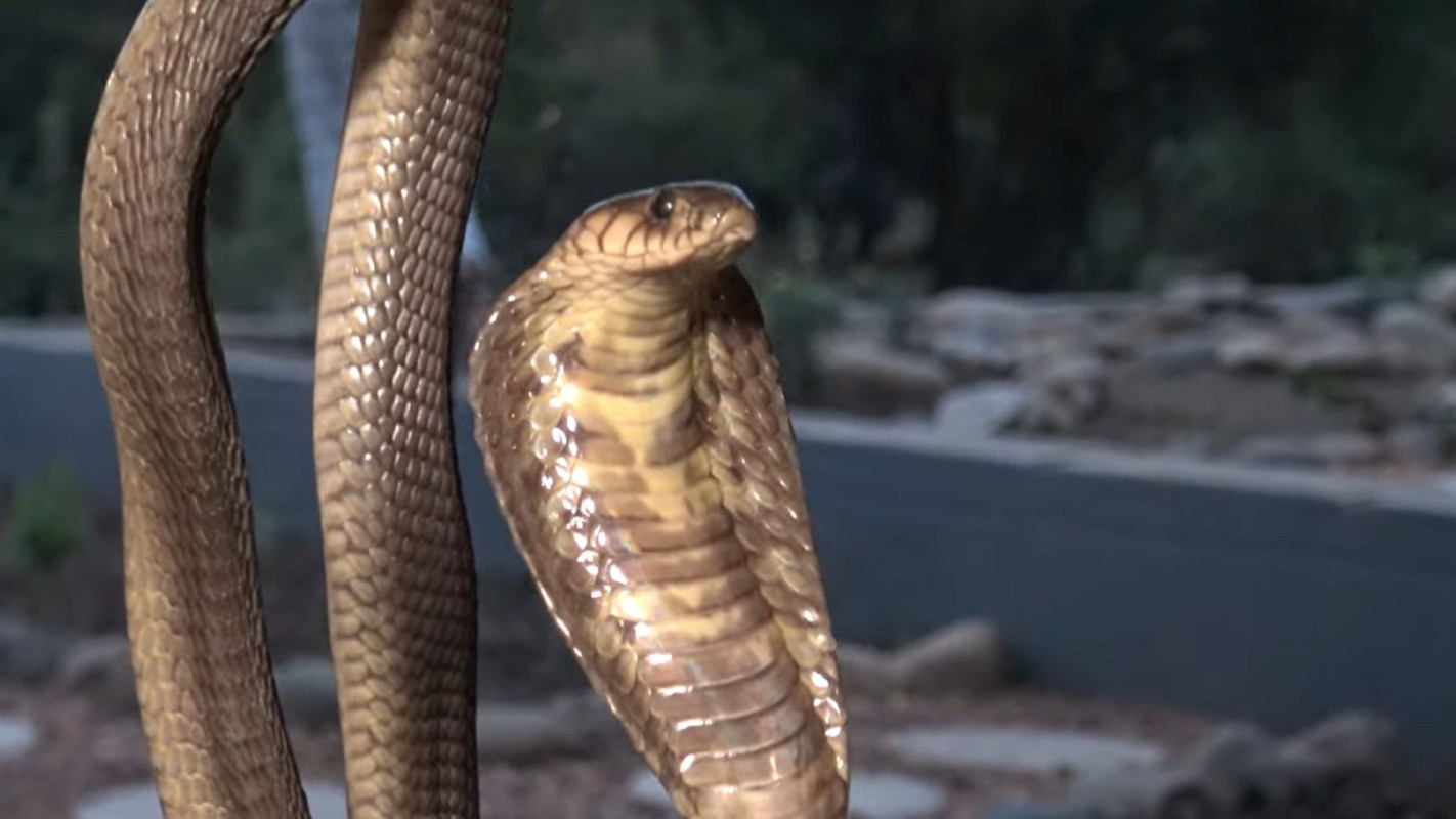 Young woman's bedroom shock at riding center ends with a snouted cobra ...