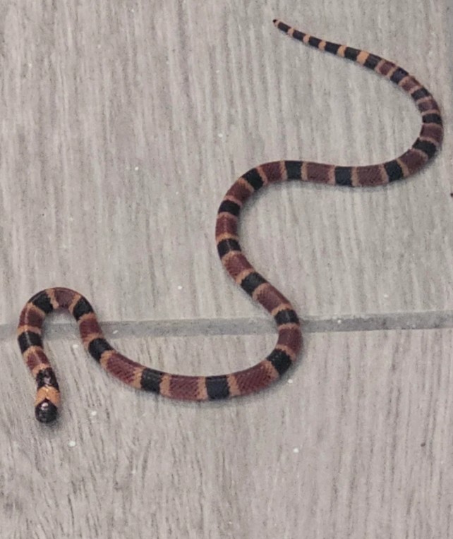 Person brushes teeth beside venomous coral snake for 5 minutes before ...
