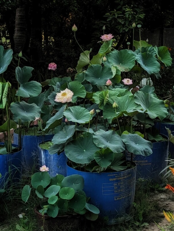This gardener's patio turned into a lotus-filled swamp, and everyone ...