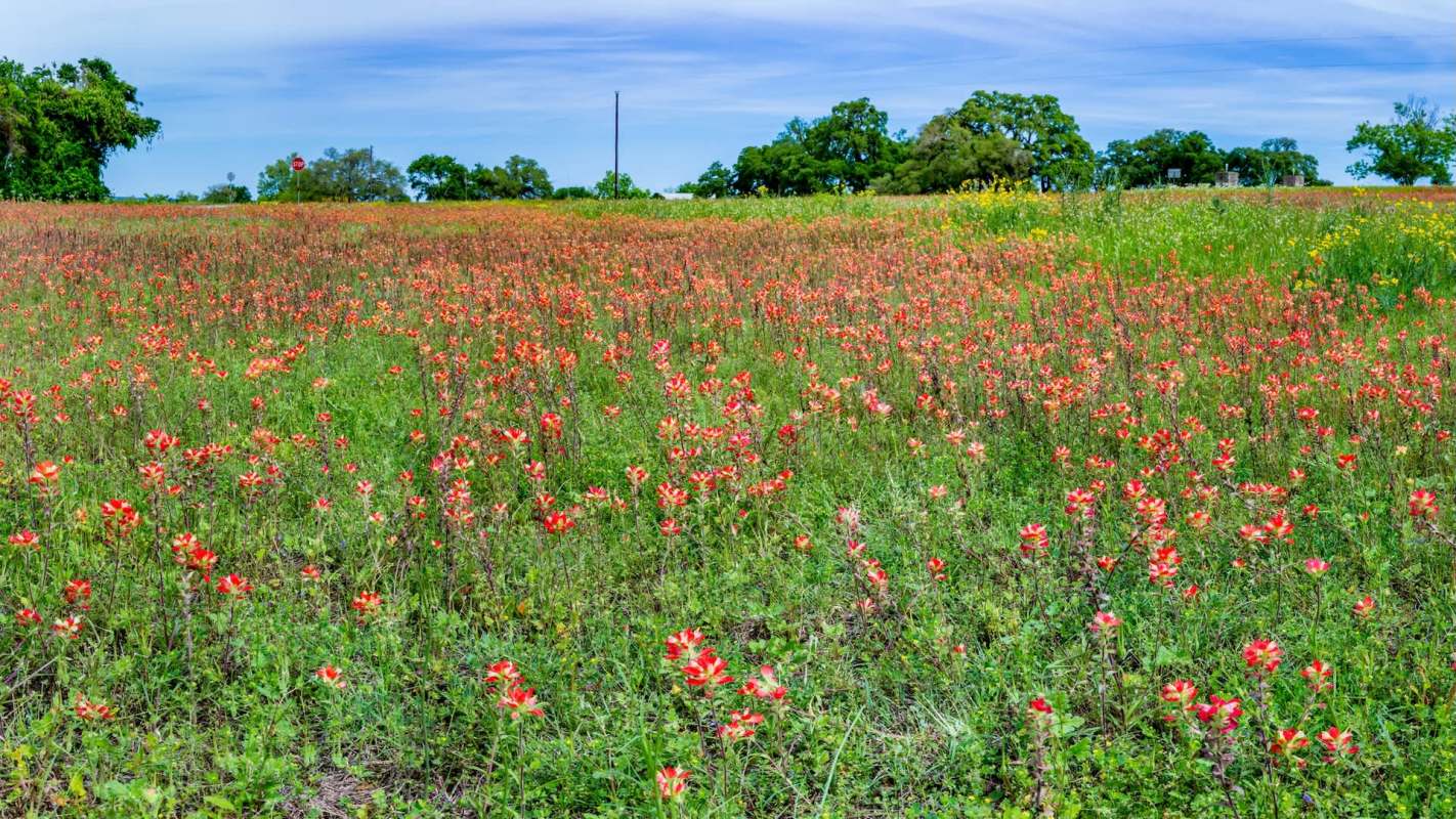 Texas couple's 118-acre paradise could be swallowed by a 7,600-acre ...