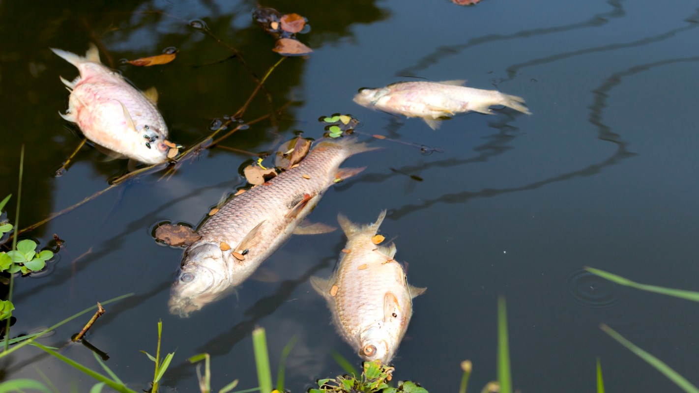 Arizona lake closes indefinitely after farm water releases wipe out ...