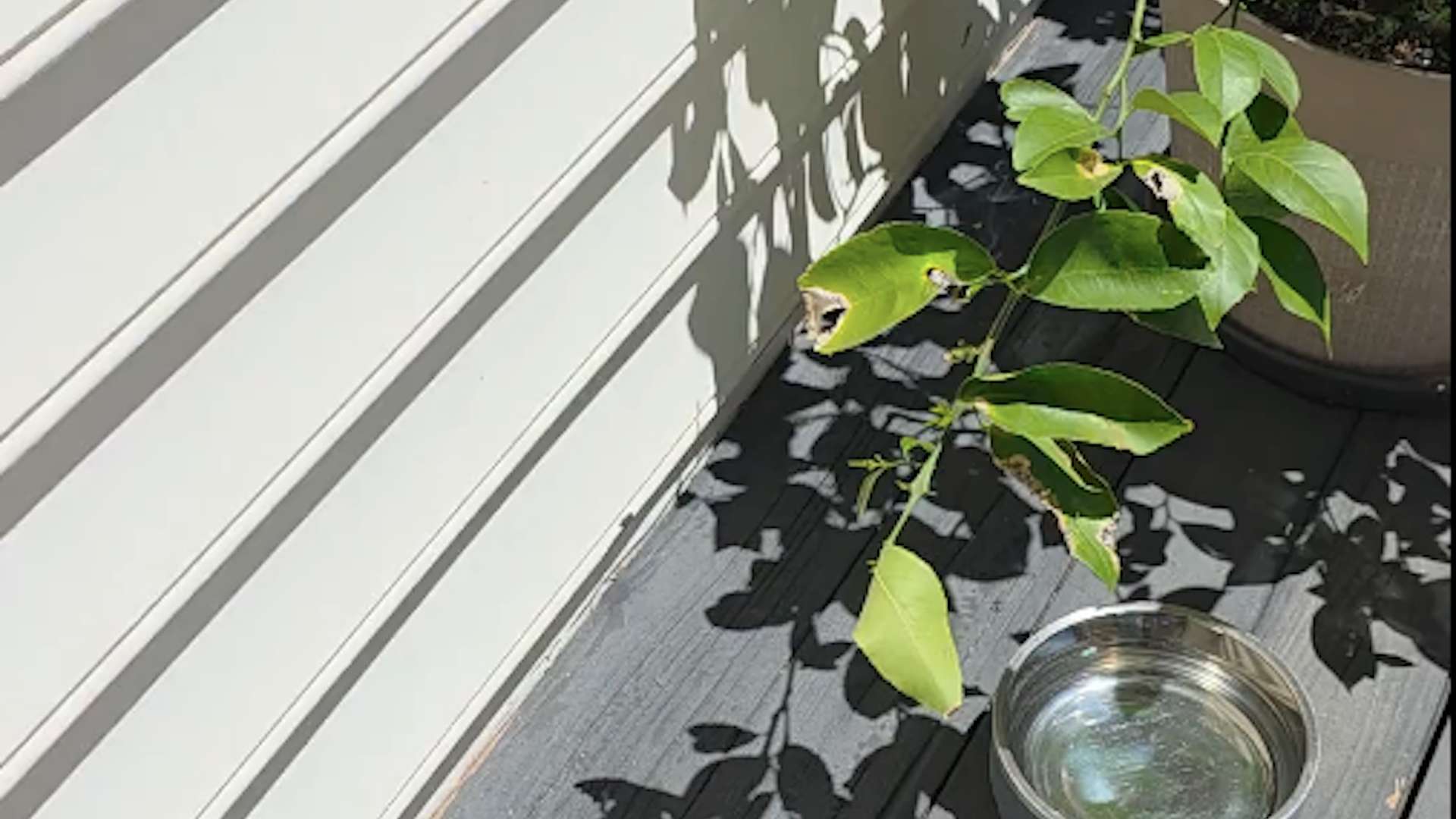 Gardener spots lemon tree on fire and realizes the dog's water bowl ...