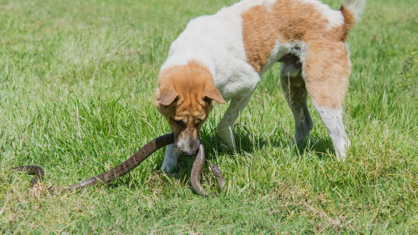 Dog bitten on the nose by venomous snake sends owner down antivenom ...