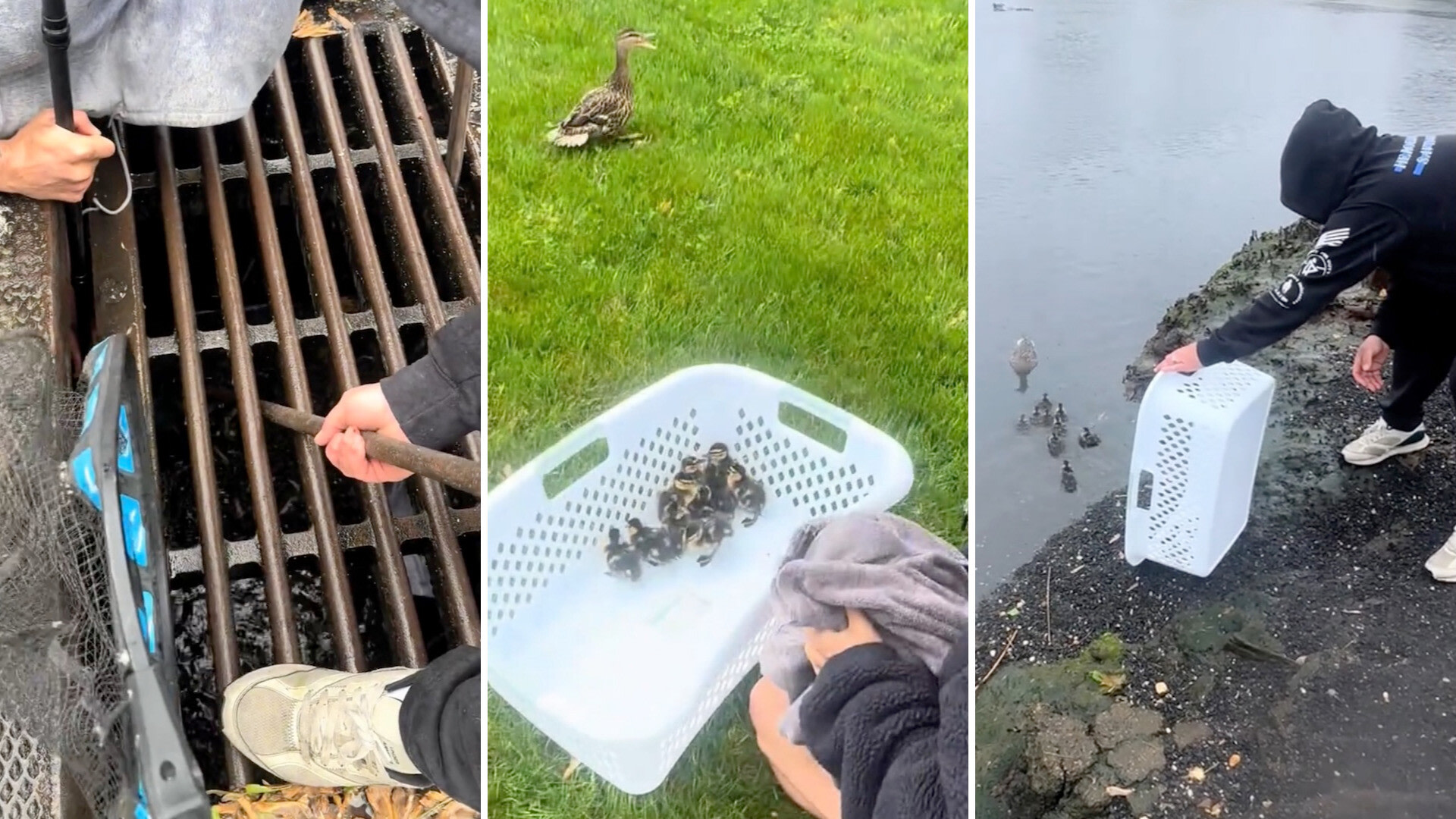 Mother duck waits in street as rescuers pull her ducklings from storm ...