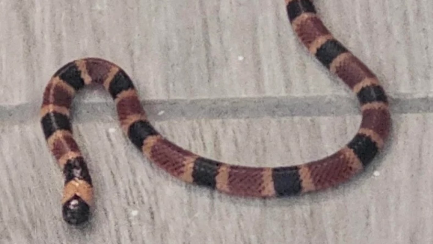 Person brushes teeth beside venomous coral snake for 5 minutes before ...